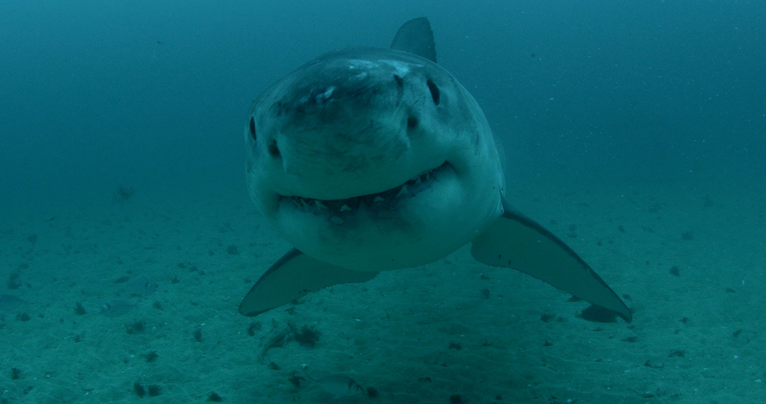 How Shark Week Became a 30 Year Phenomenon - Explore Beyond